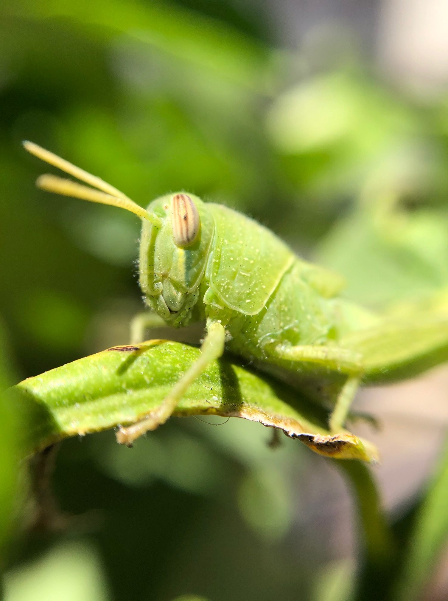 White flowers by acrylic (Rini Barman) – Rejection Letters