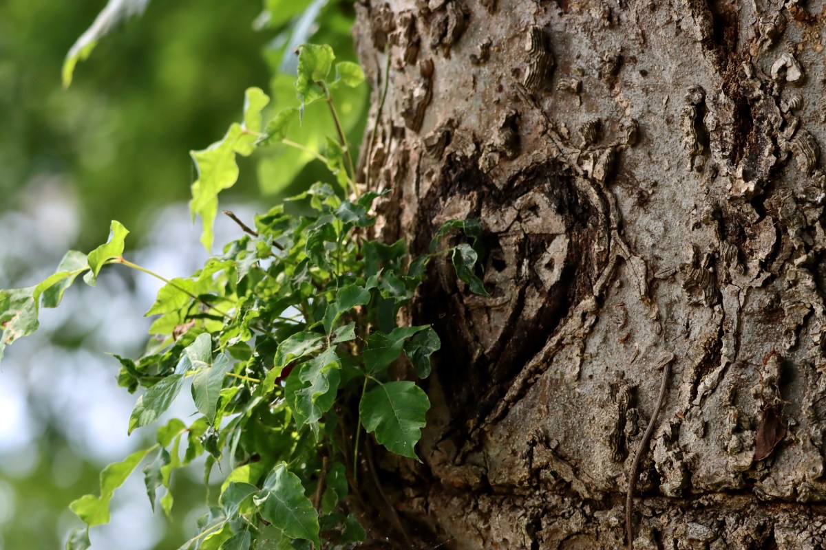 Nine Parts to Love (Ashton Russell) – Rejection Letters