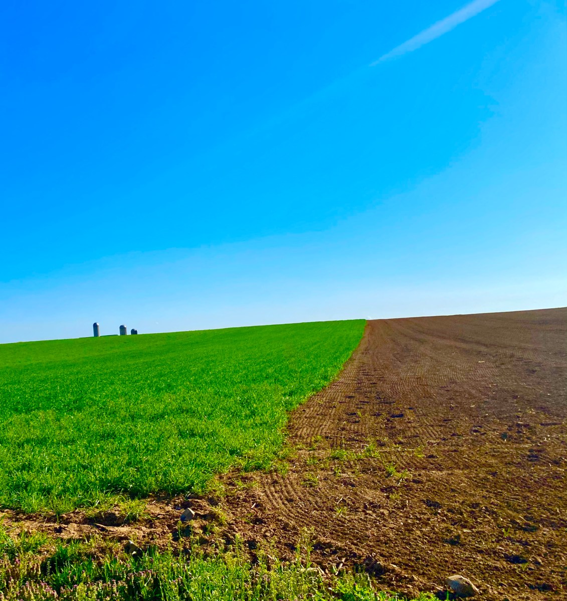 New Spring Green (Rebecca Ackermann) – Rejection Letters