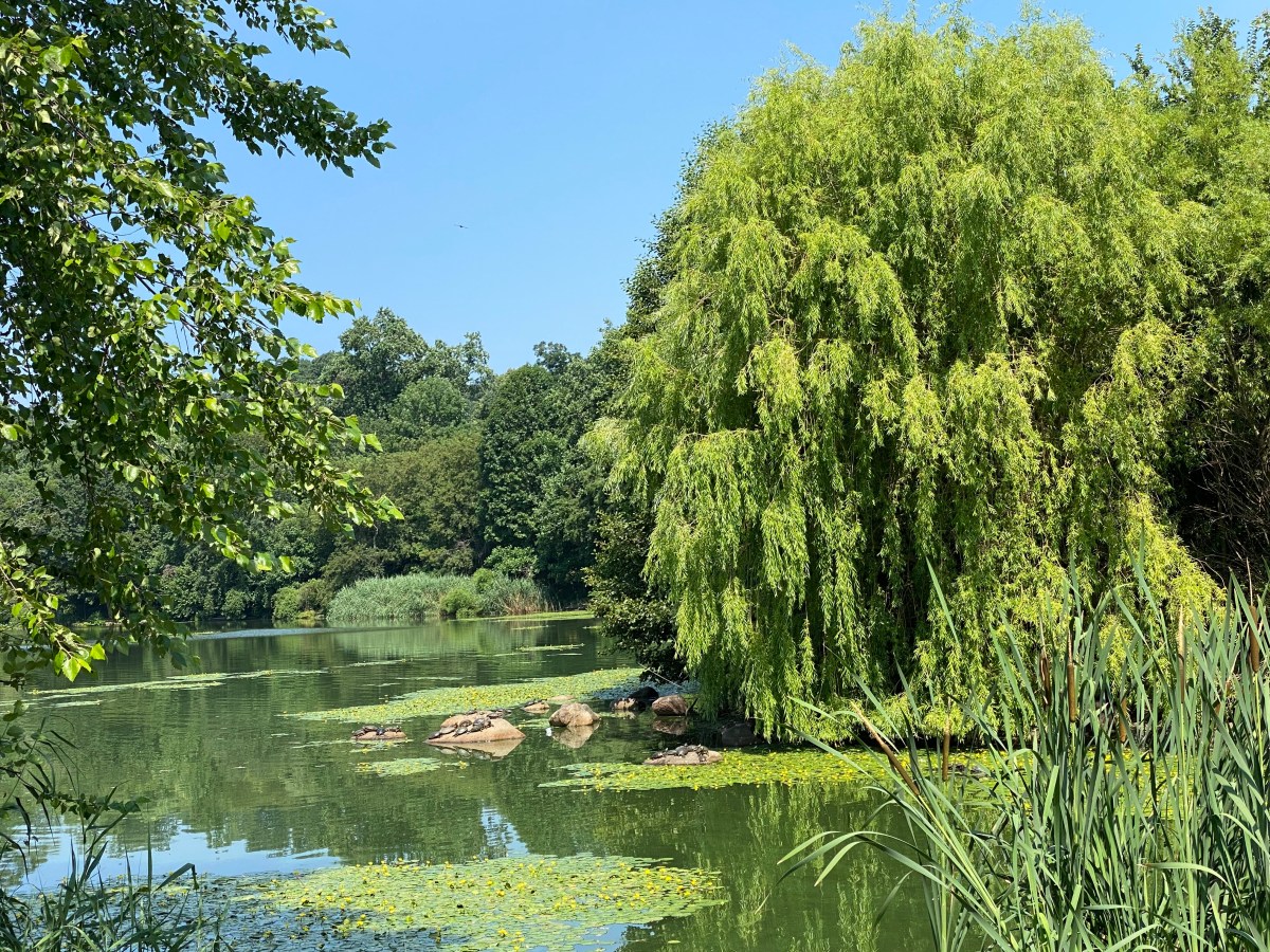 Willow (Ryan Jeffrey Shea) – Rejection Letters